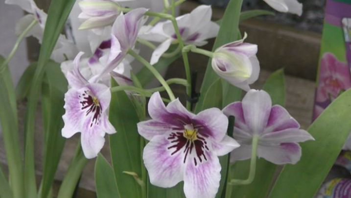 L'Artiflora de Platja d'Aro és el millor garden center d'Espanya ...